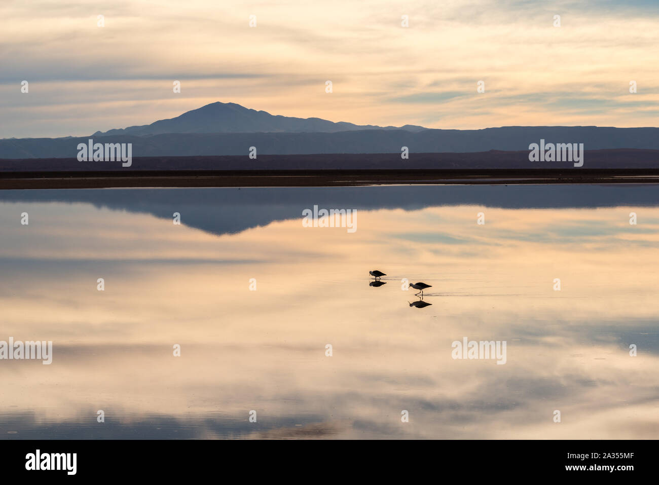 Andean Avocet (recurvirostra andina) birds in the Laguna de Chaxa ...