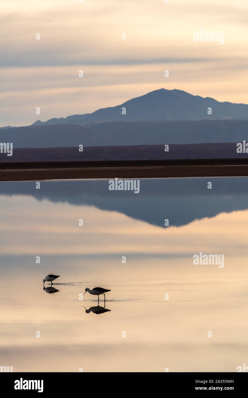 Andean Avocet (recurvirostra andina) birds in the Laguna de Chaxa ...