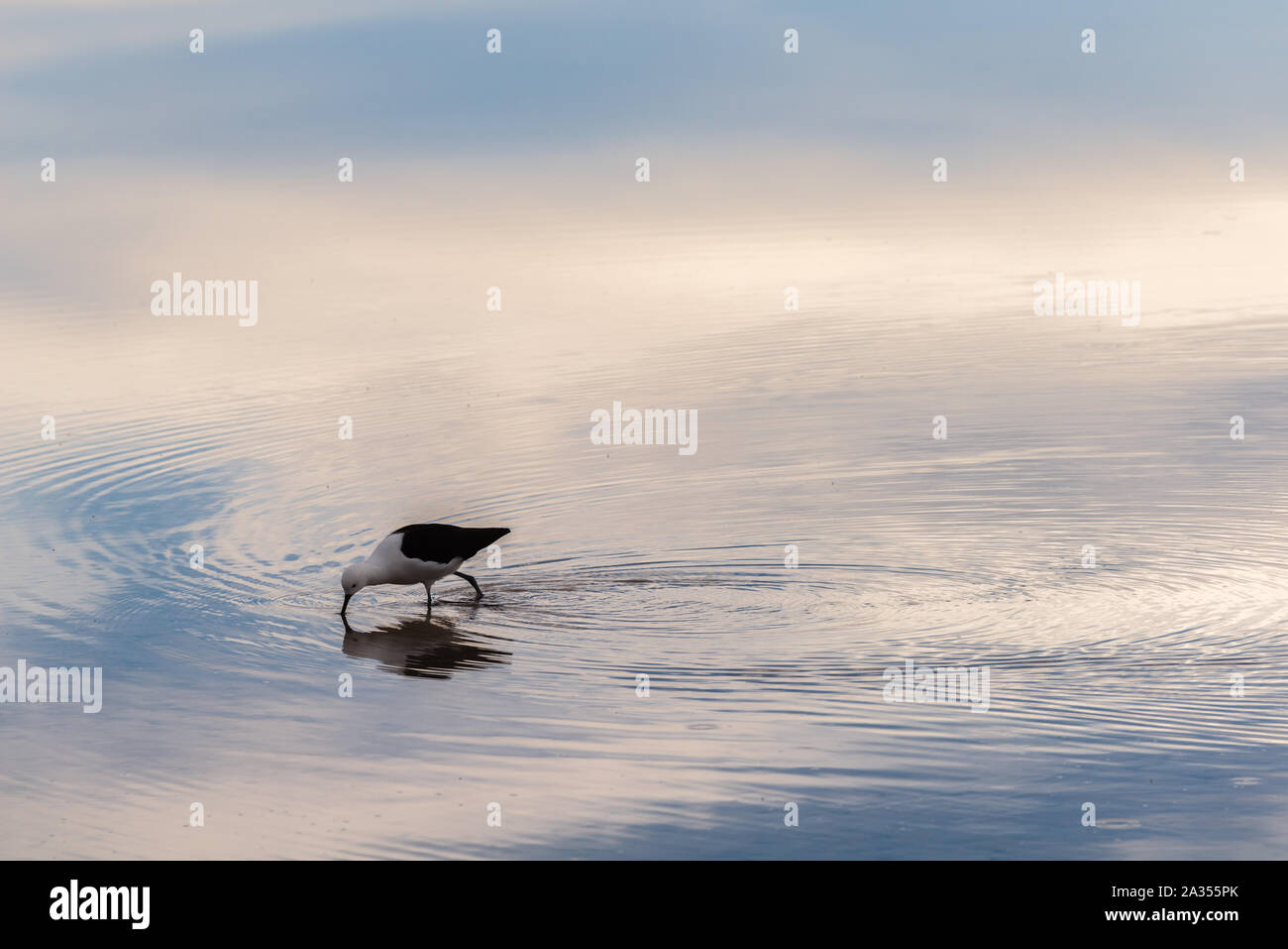 Andean Avocet (recurvirostra andina) birds in the Laguna de Chaxa ...