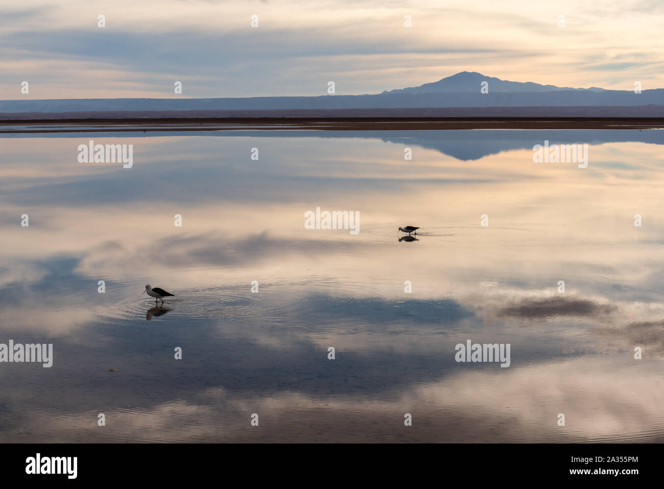 Andean Avocet (recurvirostra andina) birds in the Laguna de Chaxa ...