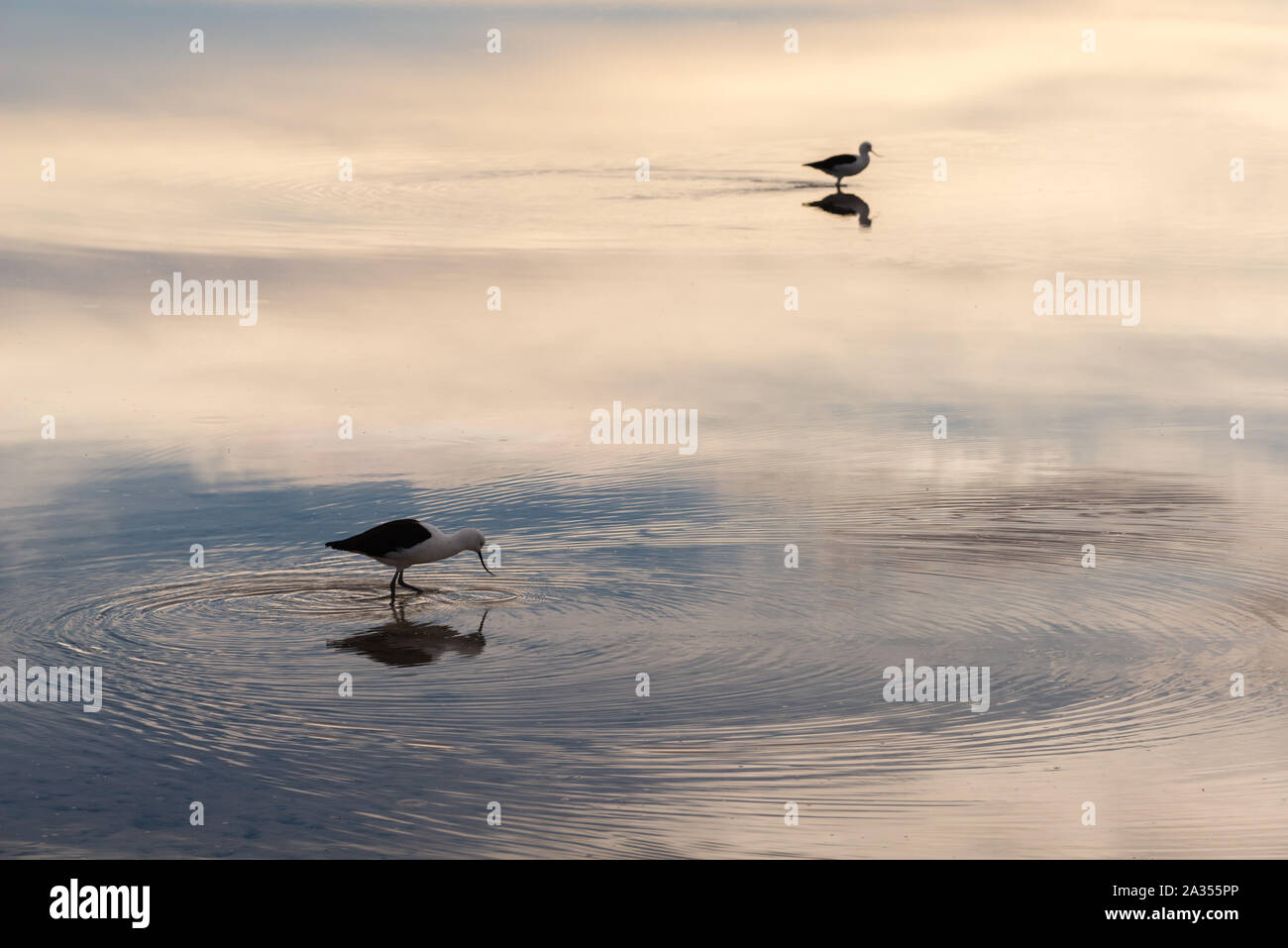 Andean Avocet (recurvirostra andina) birds in the Laguna de Chaxa ...