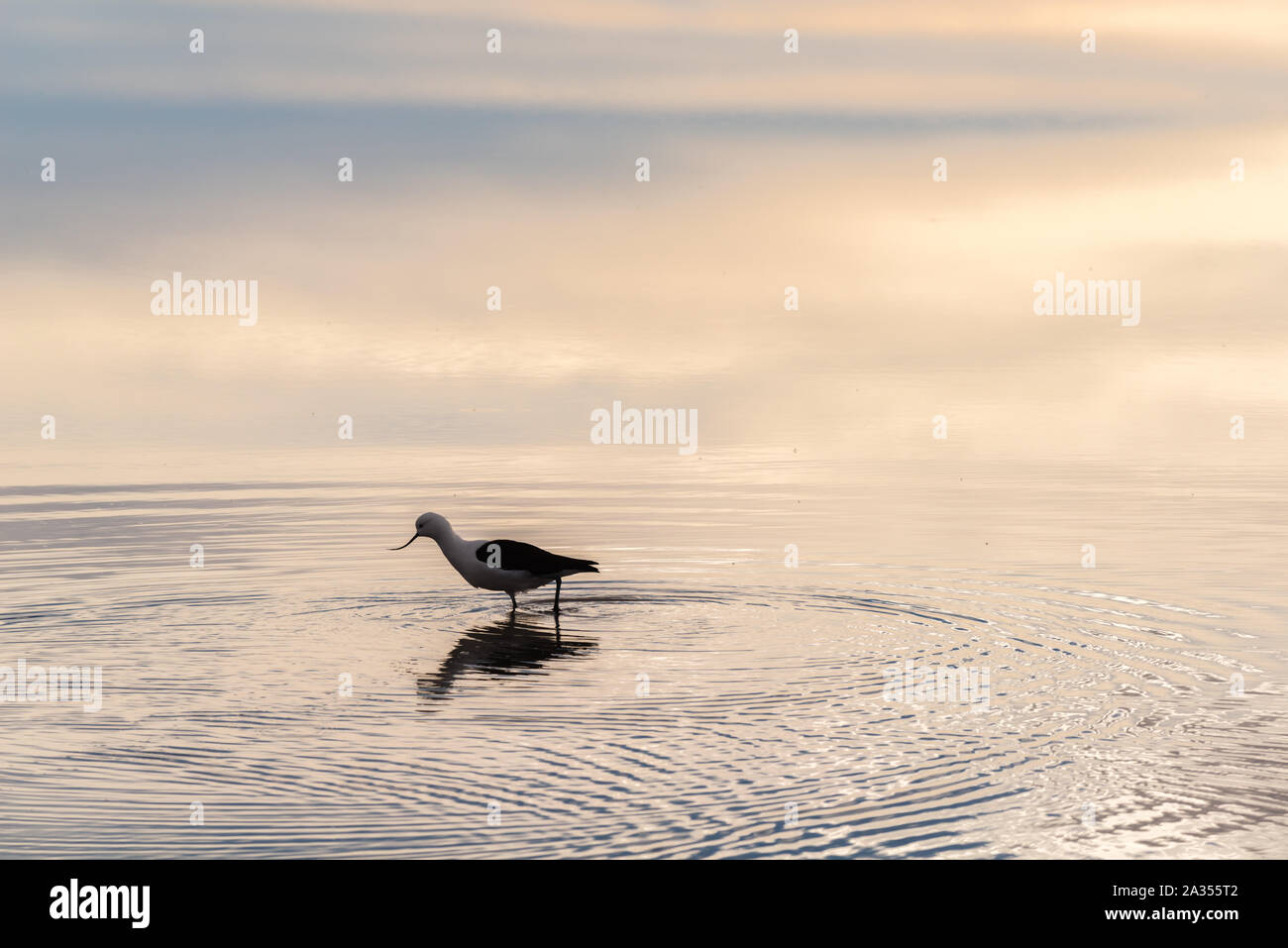 Andean Avocet (recurvirostra andina) birds in the Laguna de Chaxa ...