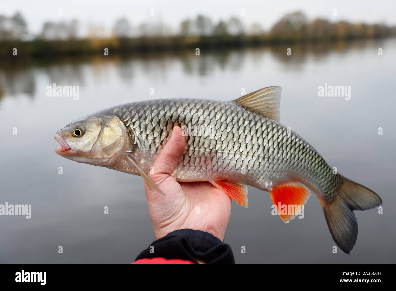 Fall catch hi-res stock photography and images - Alamy