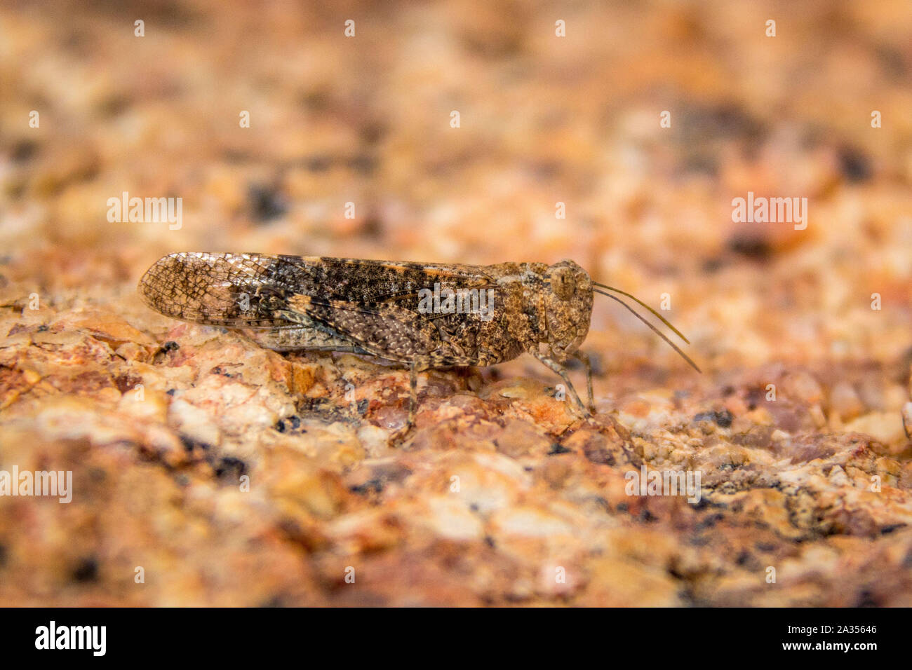 Stone grasshopper hi-res stock photography and images - Alamy