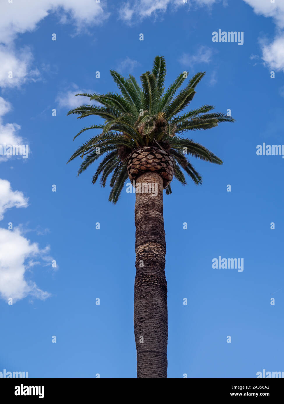One palm tree hi-res stock photography and images - Alamy