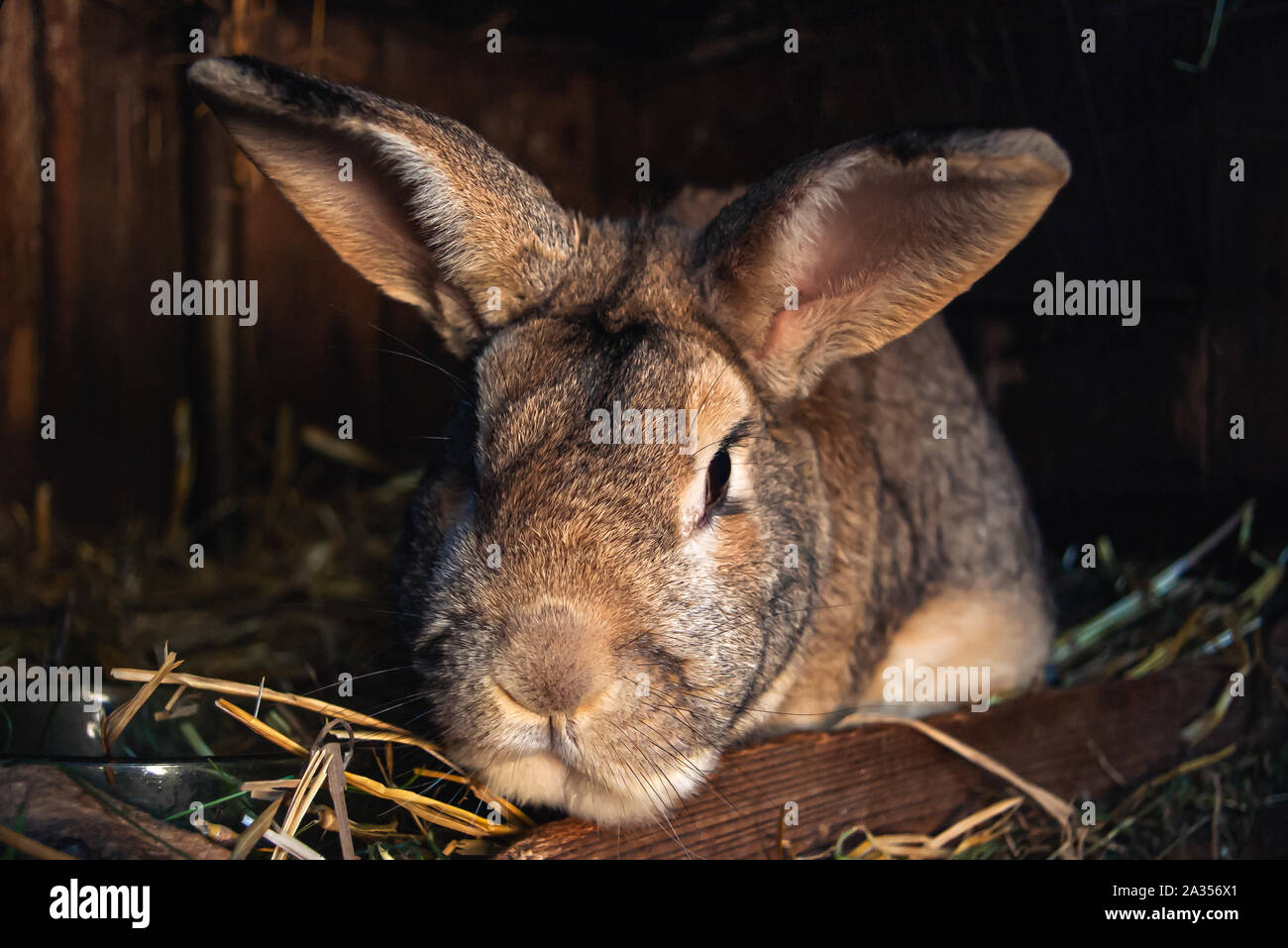 Male rabbit hi-res stock photography and images - Alamy