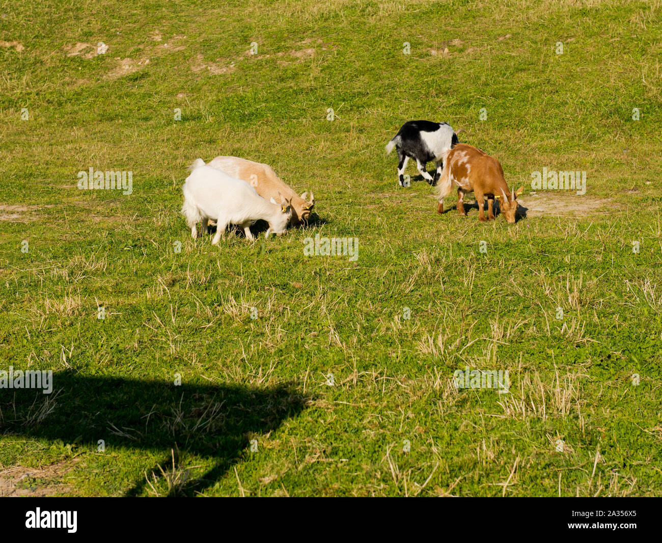 Beautiful goats eat grass in hi-res stock photography and images - Alamy