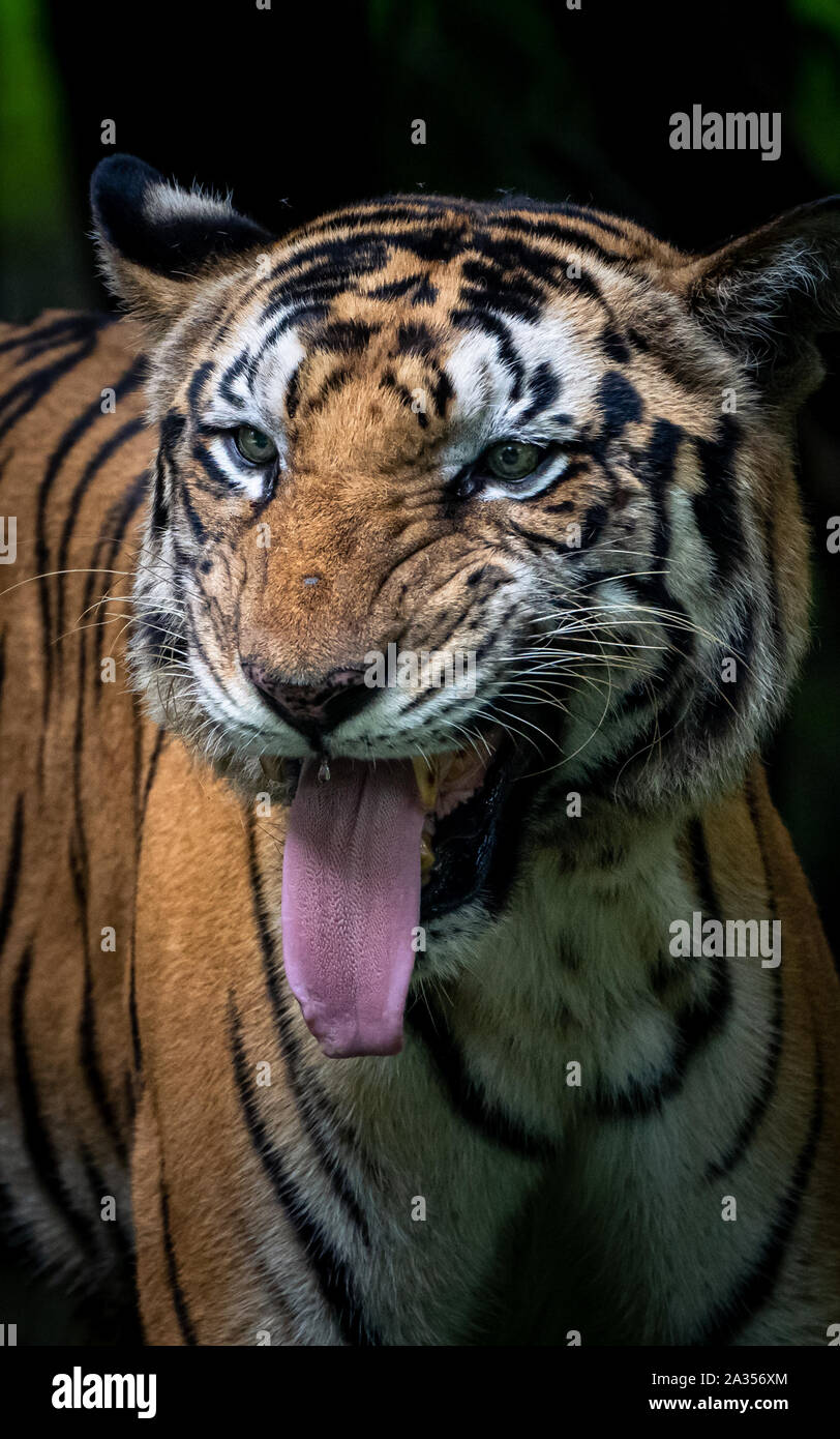 Male tiger snarling dramatic pose Stock Photo - Alamy
