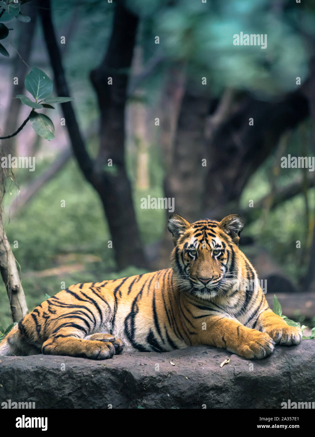 Young tiger Portrait in dramatic lighting Stock Photo - Alamy