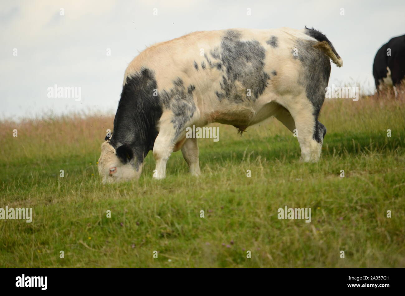 Cattle walker hi-res stock photography and images - Alamy