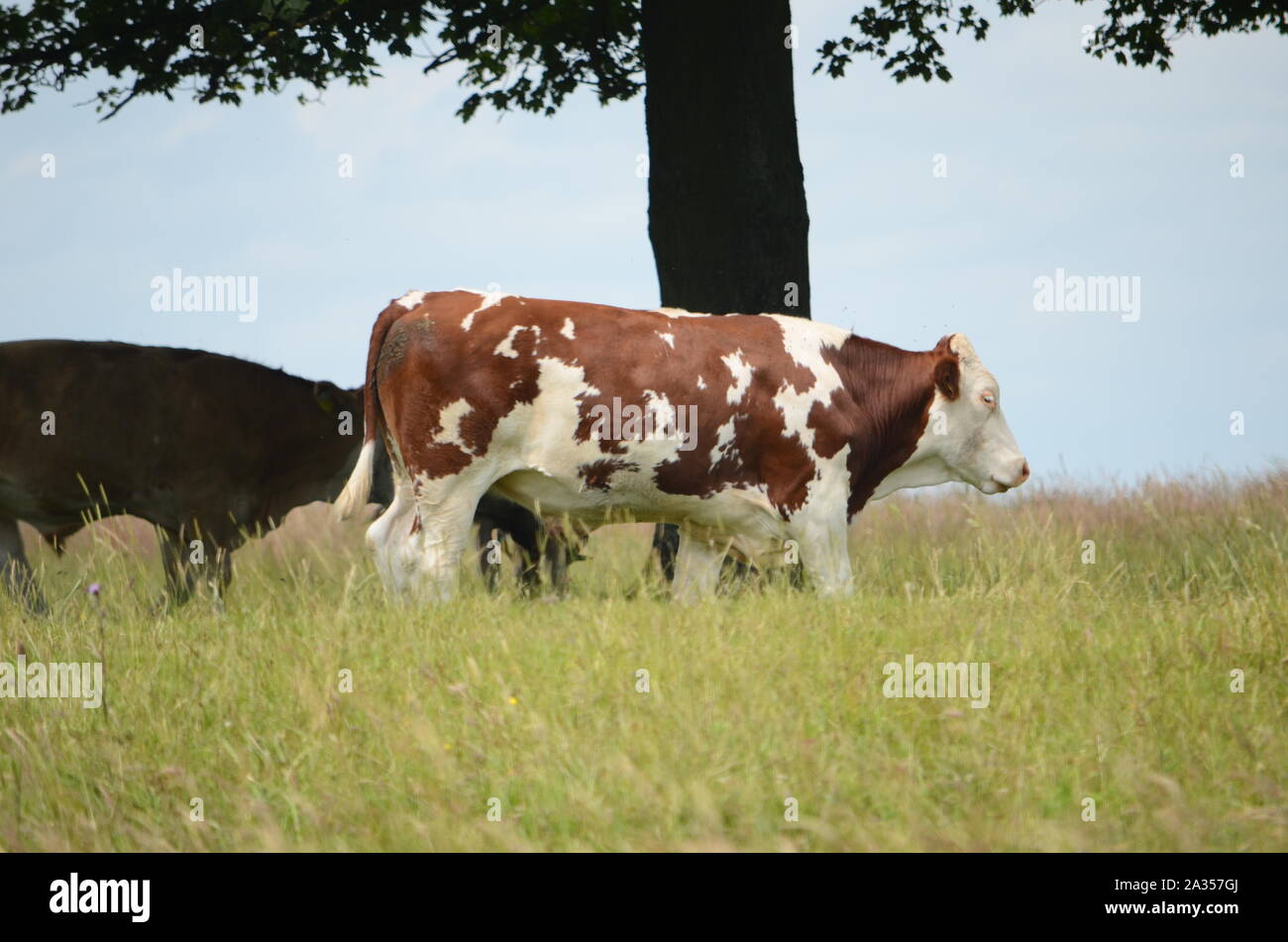 Cattle walker hi-res stock photography and images - Alamy