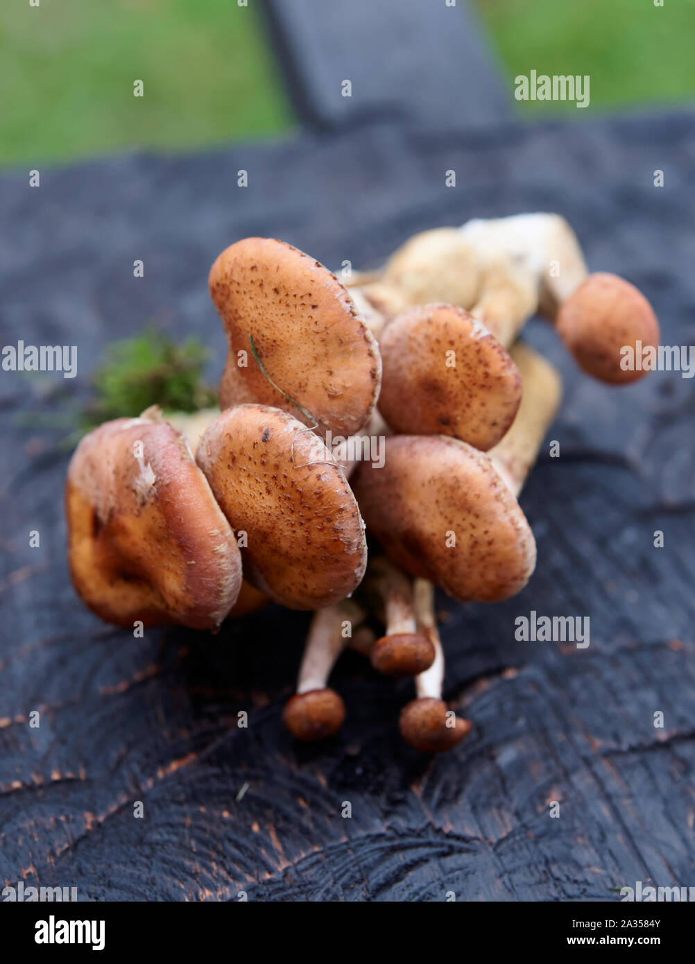 Bunches of fungi hi-res stock photography and images - Alamy