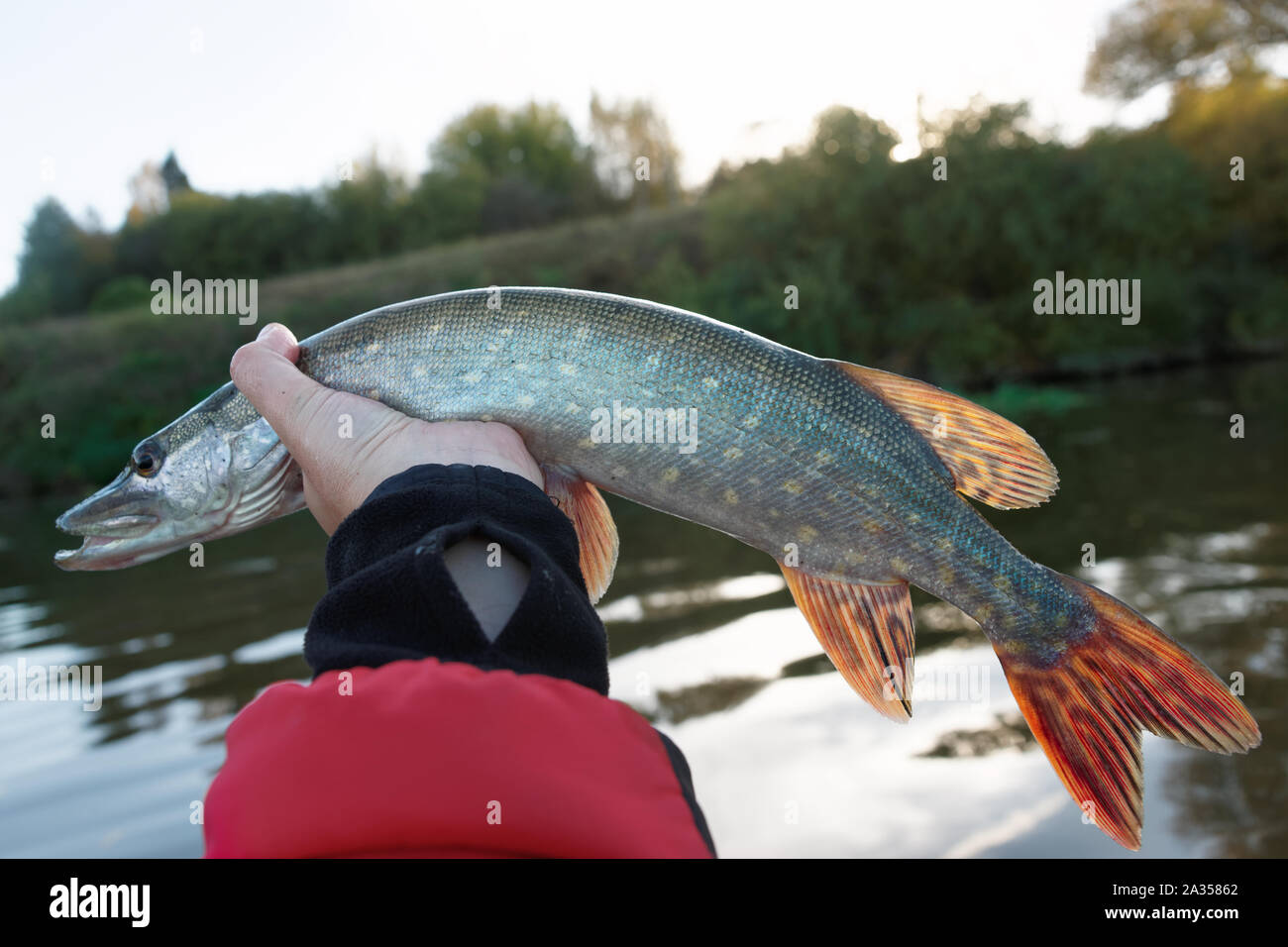 Pike scales hi-res stock photography and images - Alamy