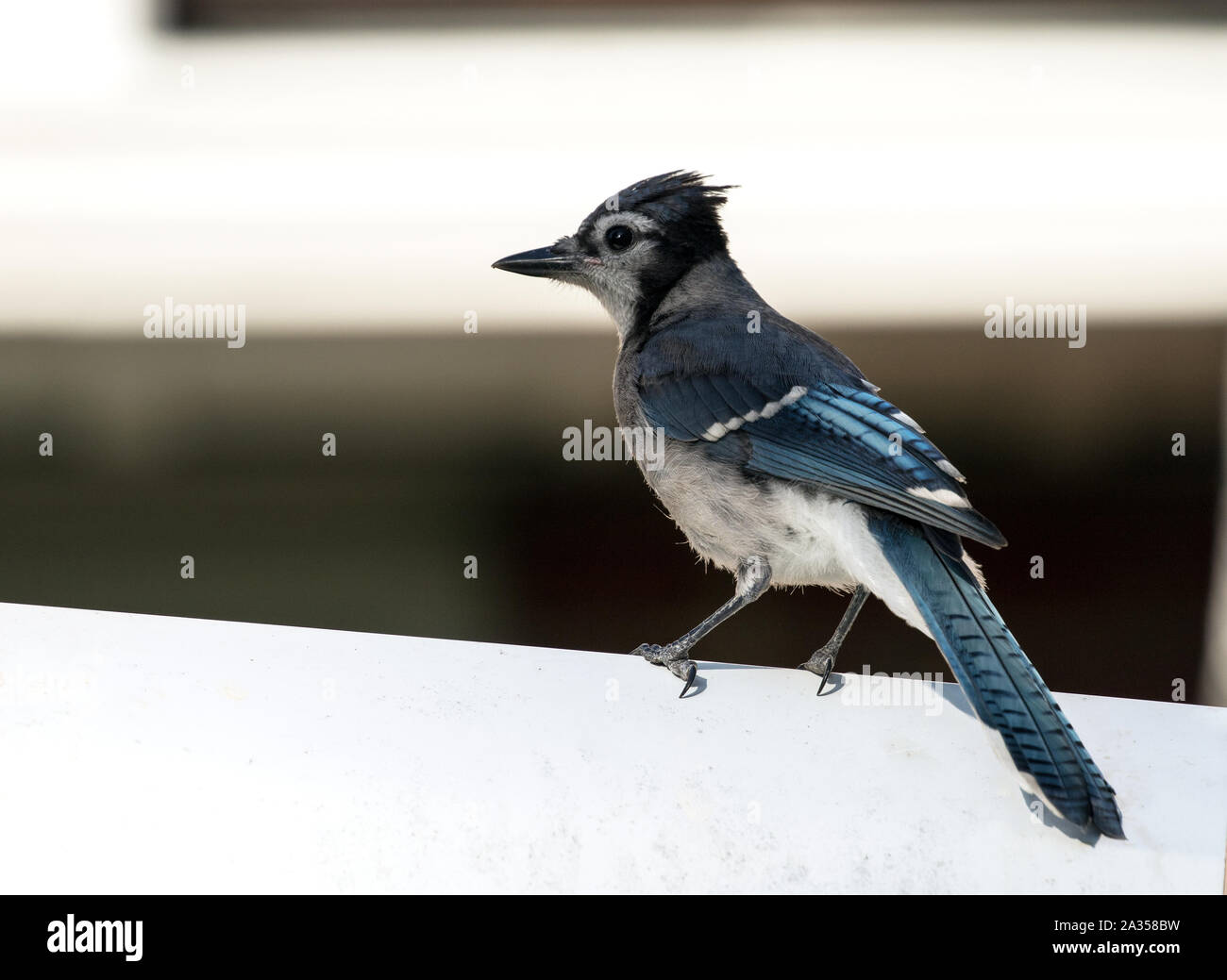 Juvenile jay hi-res stock photography and images - Alamy