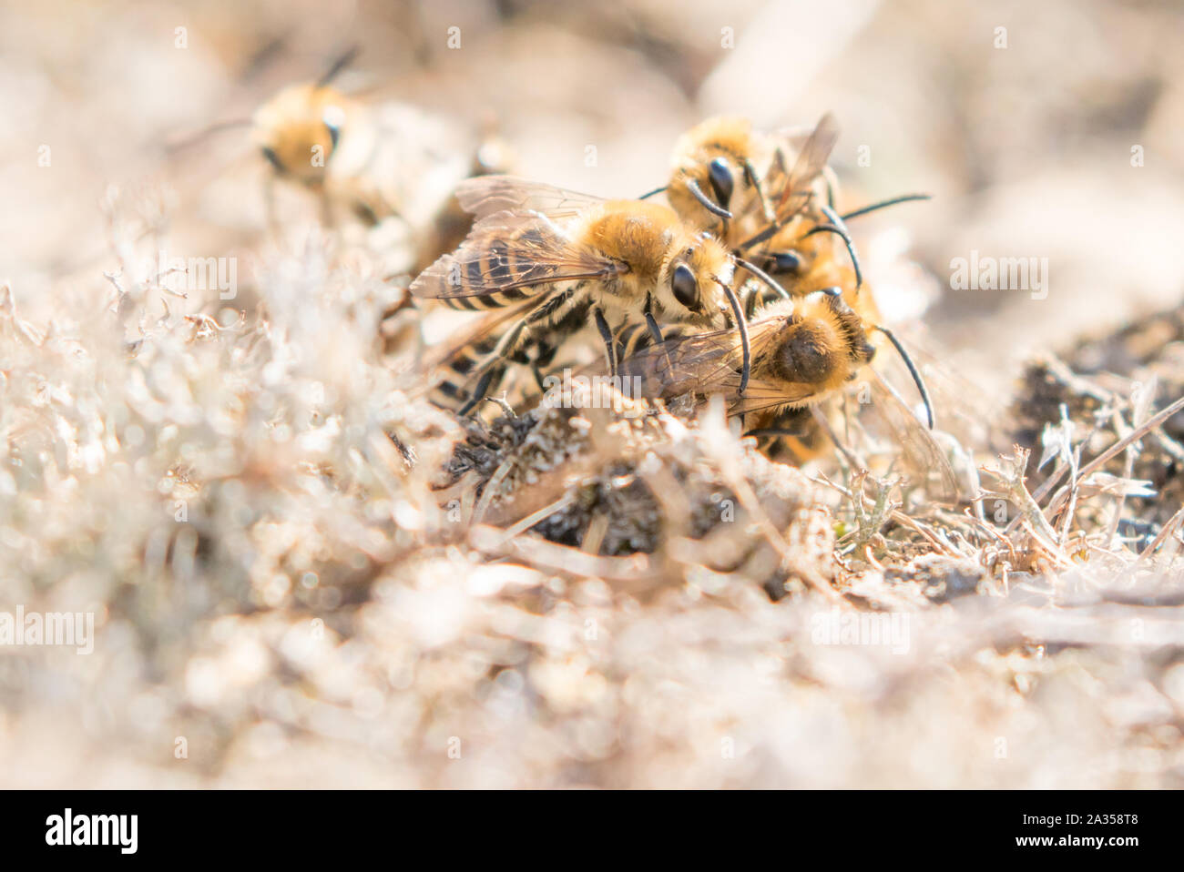 Colletes hederae uk hi-res stock photography and images - Alamy