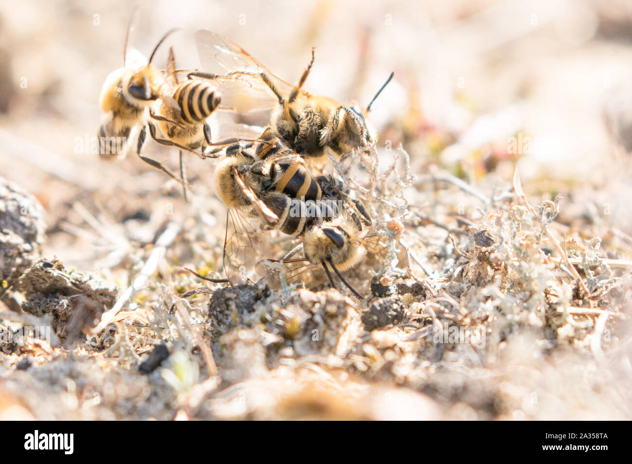 Colletes hederae uk hi-res stock photography and images - Alamy