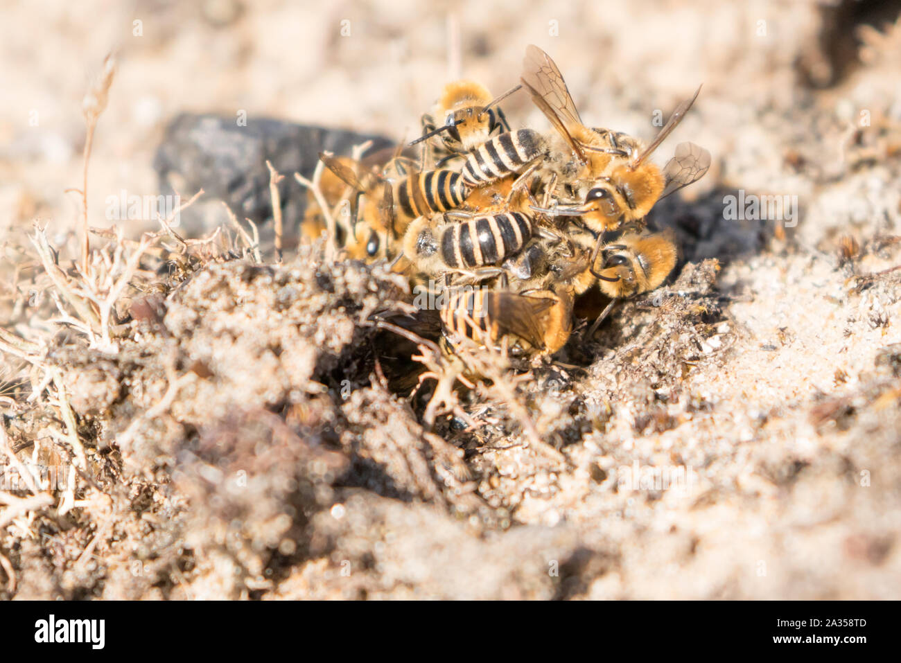 Ivy bee (Colletes hederae) mating ball on sandy heathland. Hampshire ...