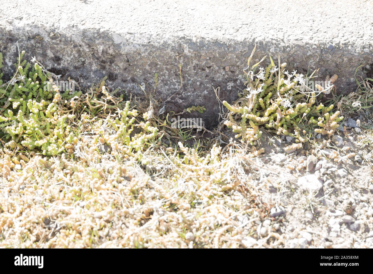 Natterjack toad (Epidalea calamita) burrow entrance. Hampshire, UK ...