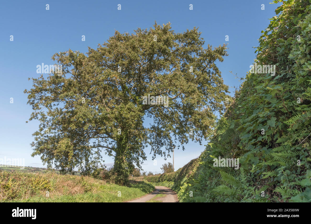 Acorn laden English Oak / Quercus tree in hedgerow against autumnal ...