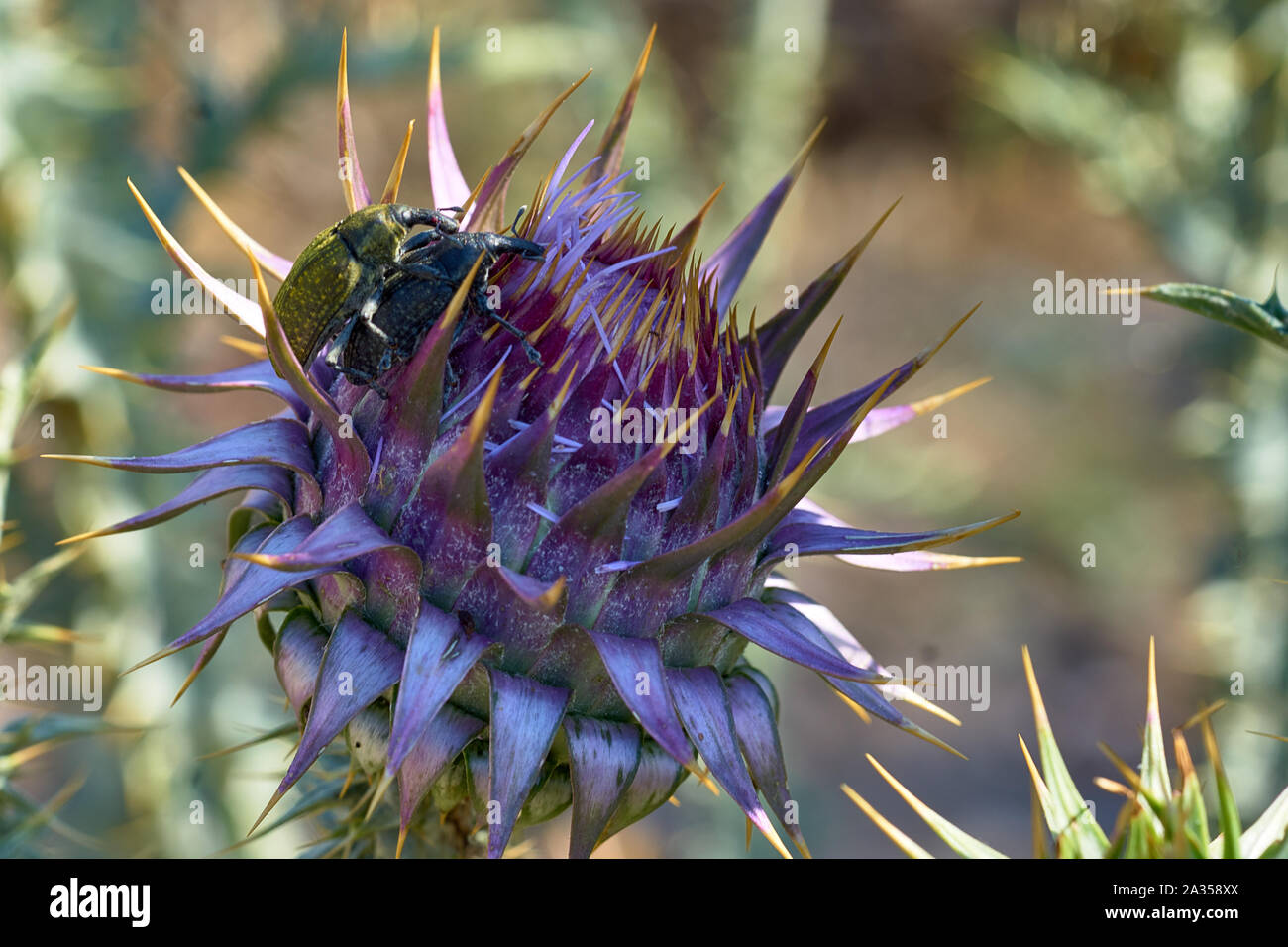 Aliaga turkey hi-res stock photography and images - Alamy