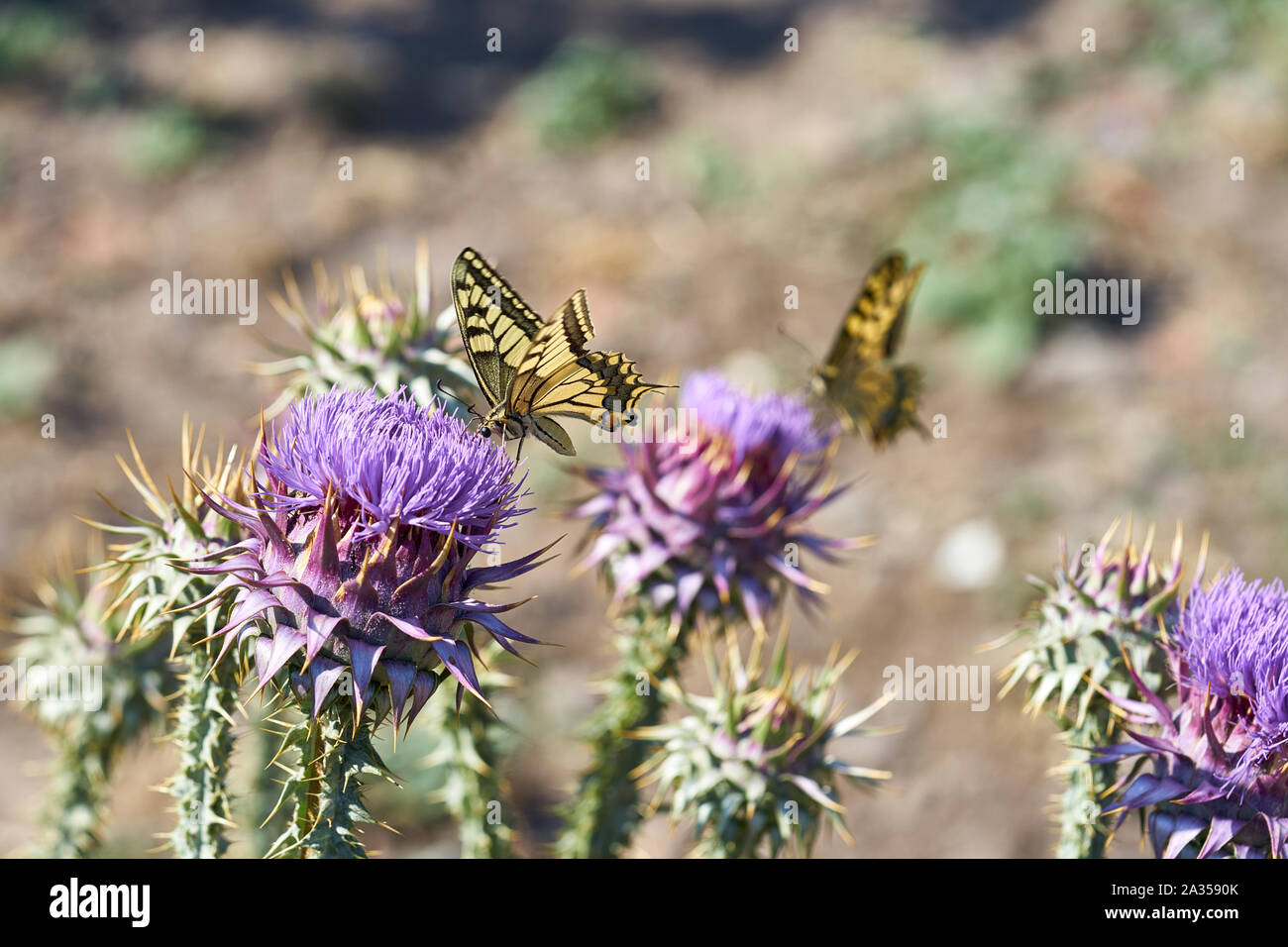 Aliaga turkey hi-res stock photography and images - Alamy