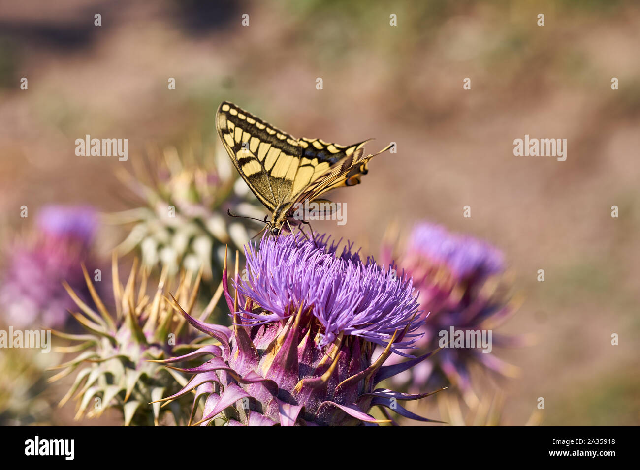 Aliaga turkey hi-res stock photography and images - Alamy