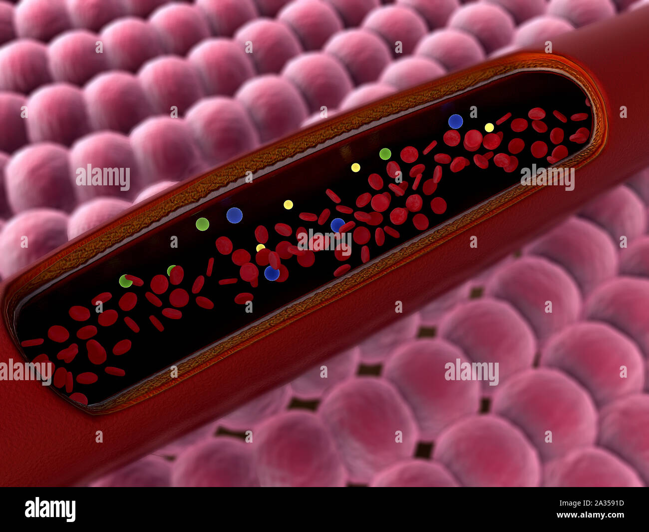 inside the vein, inside the blood vessel, High quality 3d render of ...