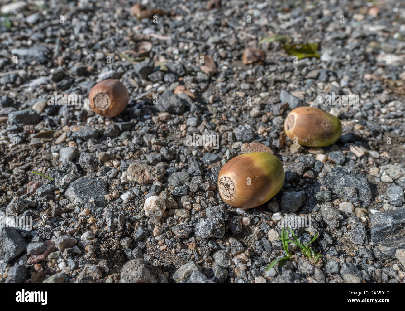 Tree acorns hi-res stock photography and images - Alamy