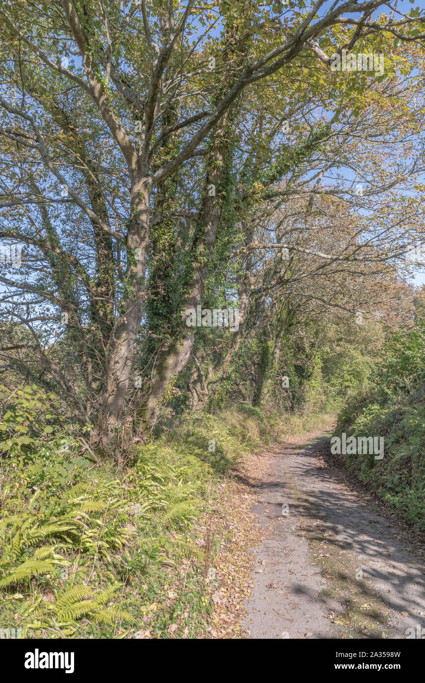 Cornwall country lane in autumn sunshine and fallen autumnal leaves ...