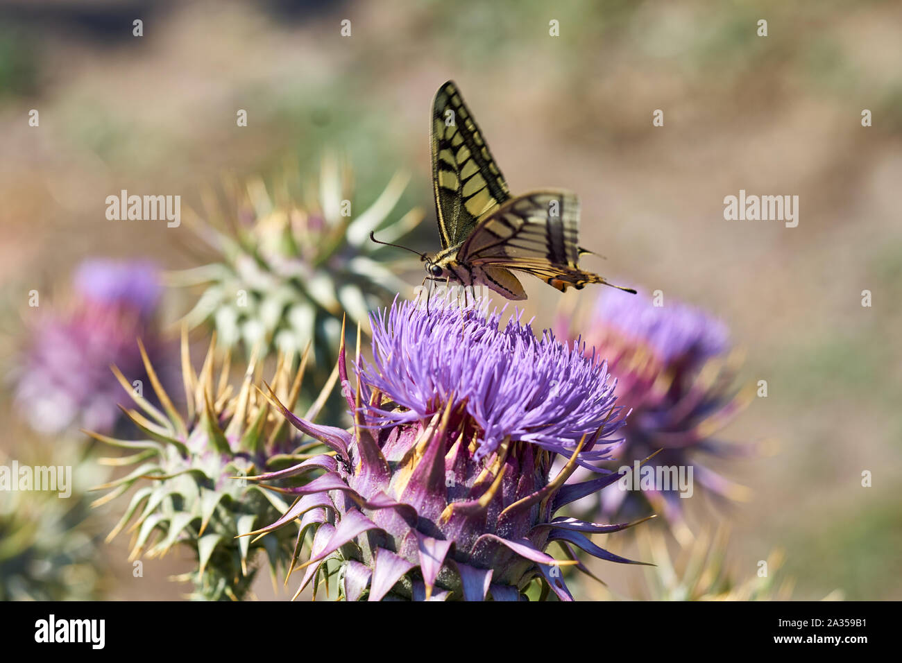 Aliaga hi-res stock photography and images - Alamy