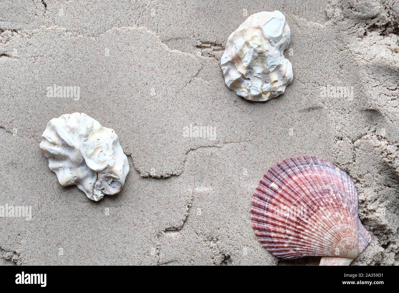 Top view of wet sand with shells on a sandy beach, neutral natural ...