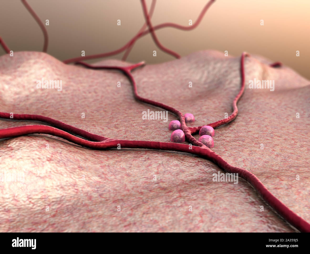 blood vessel, Beta cells, Beta cells on the pancreas surface ...