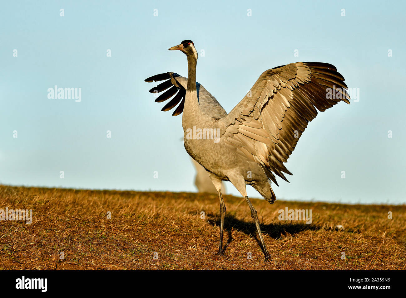 Crane is practising in the morning dancing skills for the daily ...