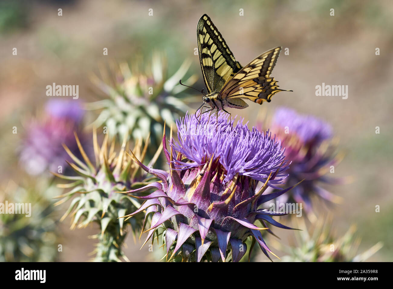 Aliaga hi-res stock photography and images - Alamy