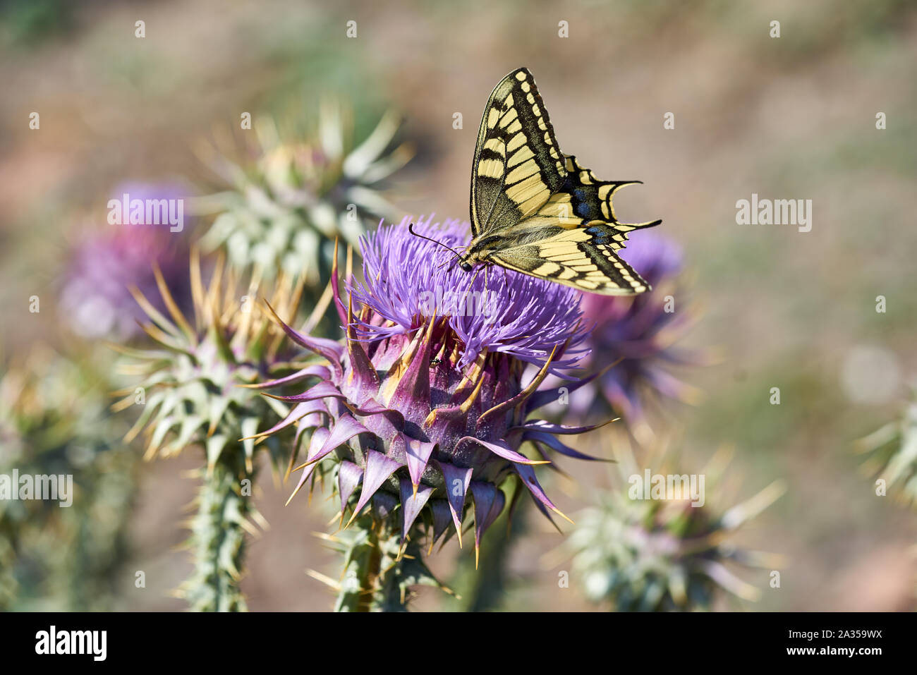 Aliaga hi-res stock photography and images - Alamy