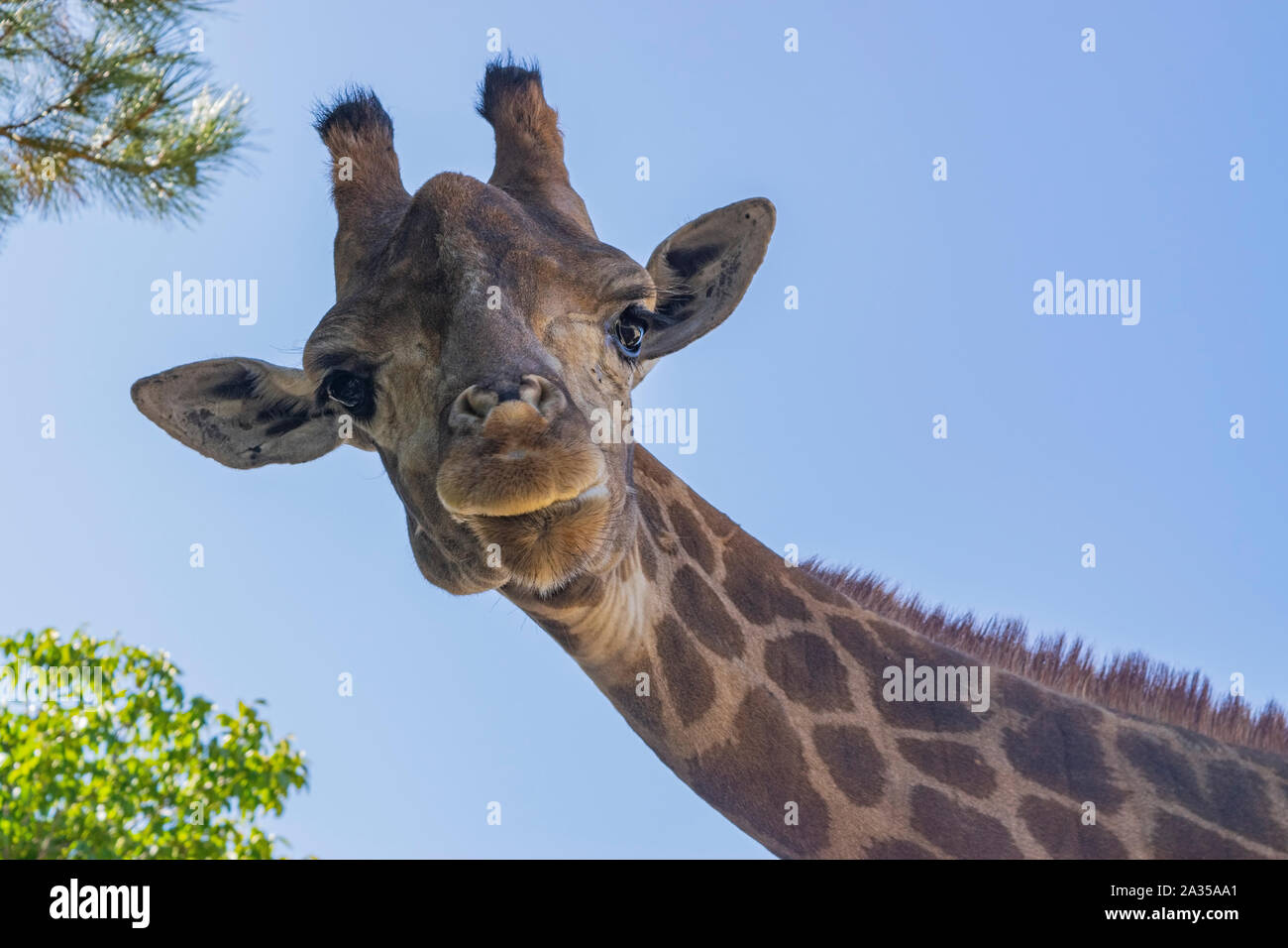 Giraffe at the zoo. Portrait against the sky Stock Photo - Alamy