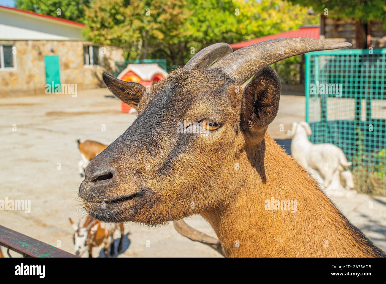 Adult goat in the zoo. Portrait in the aviary Stock Photo - Alamy