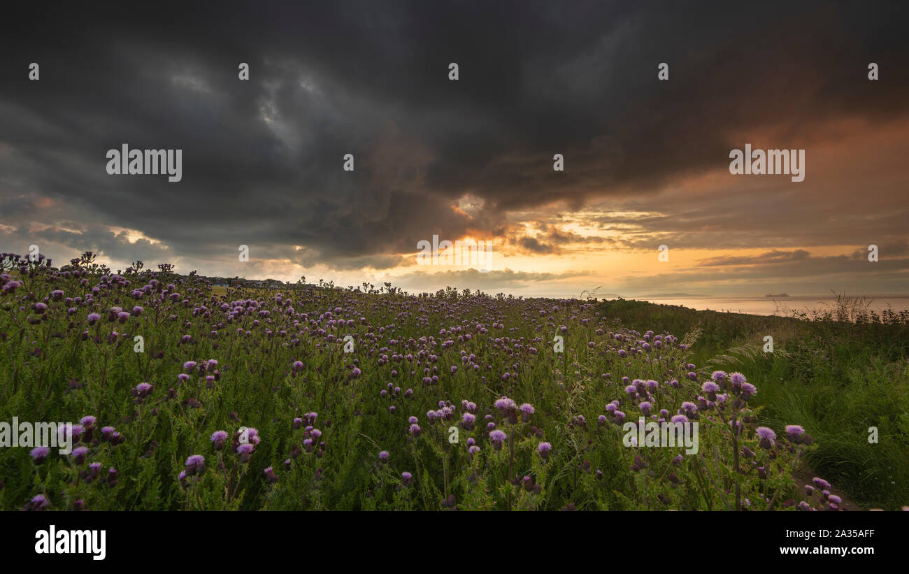 Orlock point hi-res stock photography and images - Alamy