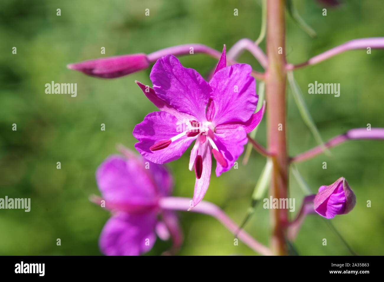 Loose strife hi-res stock photography and images - Alamy