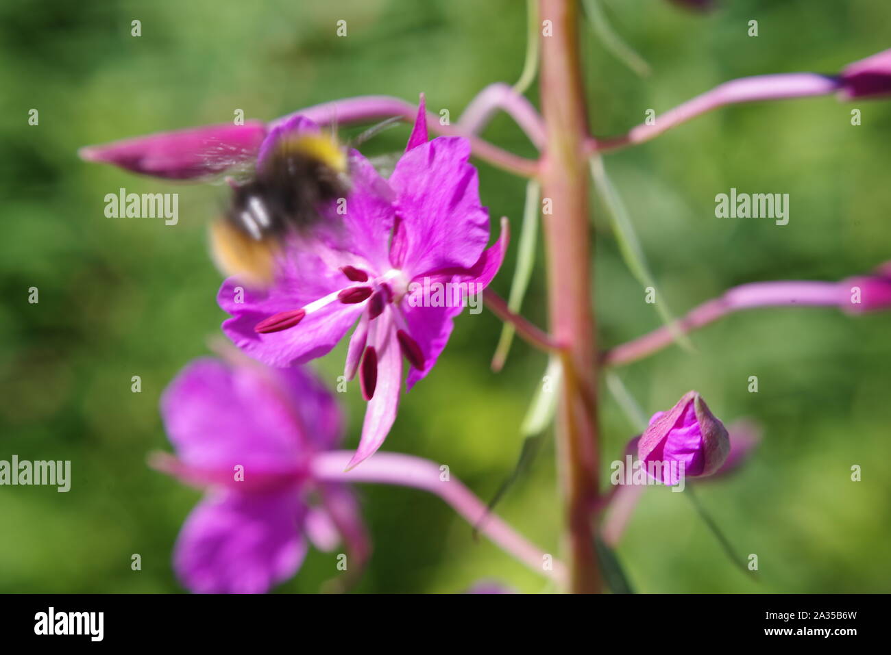 Purple Loose-Strife Lythrum Salicaria Norway Stock Photo - Alamy