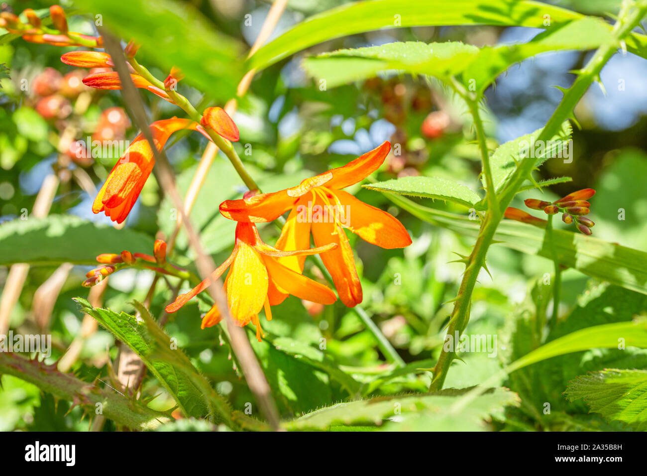 Close up shoot of blooming wild Crocosmia flowers on blurry summer ...