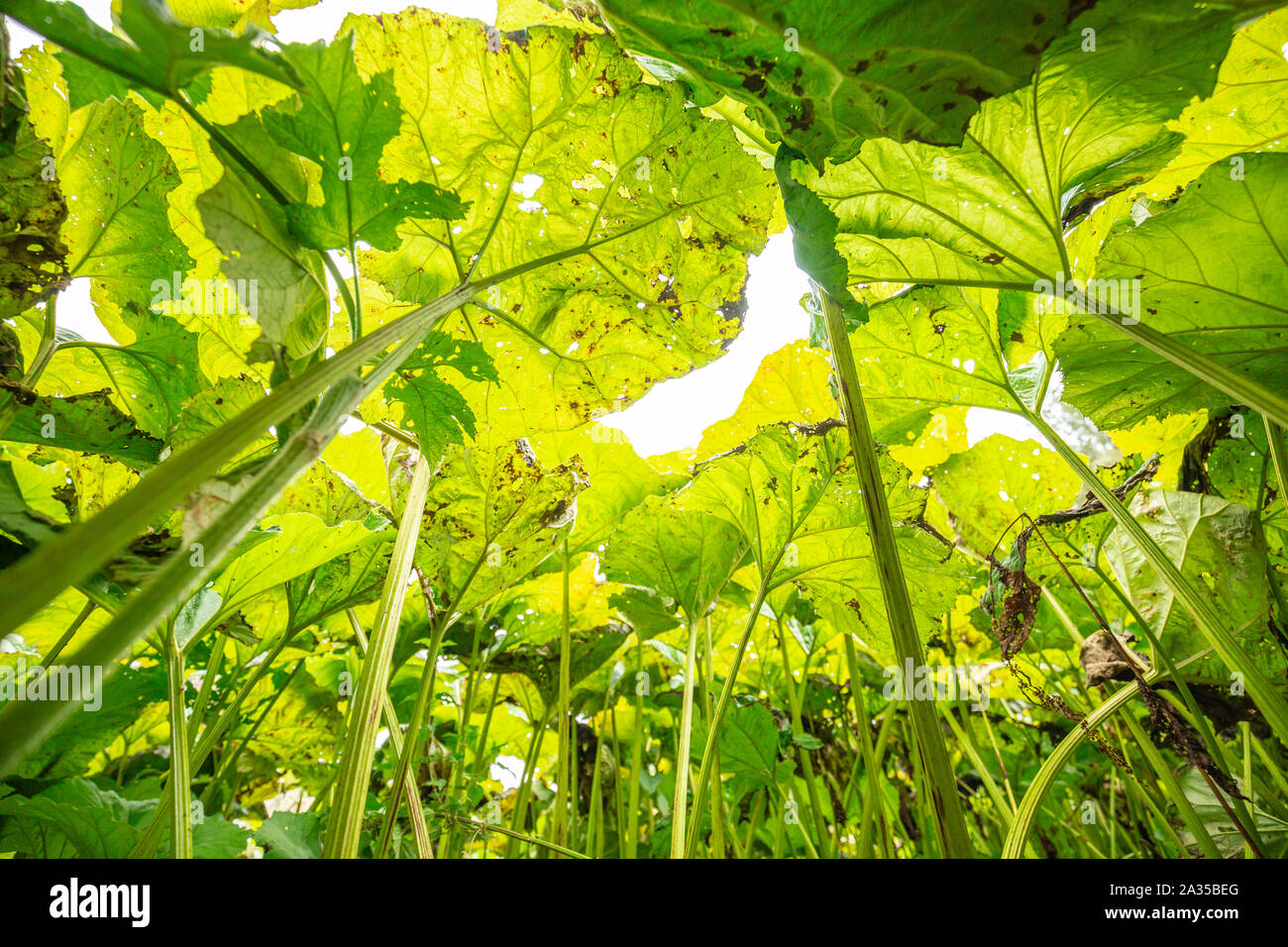 Canopy giant hi-res stock photography and images - Alamy