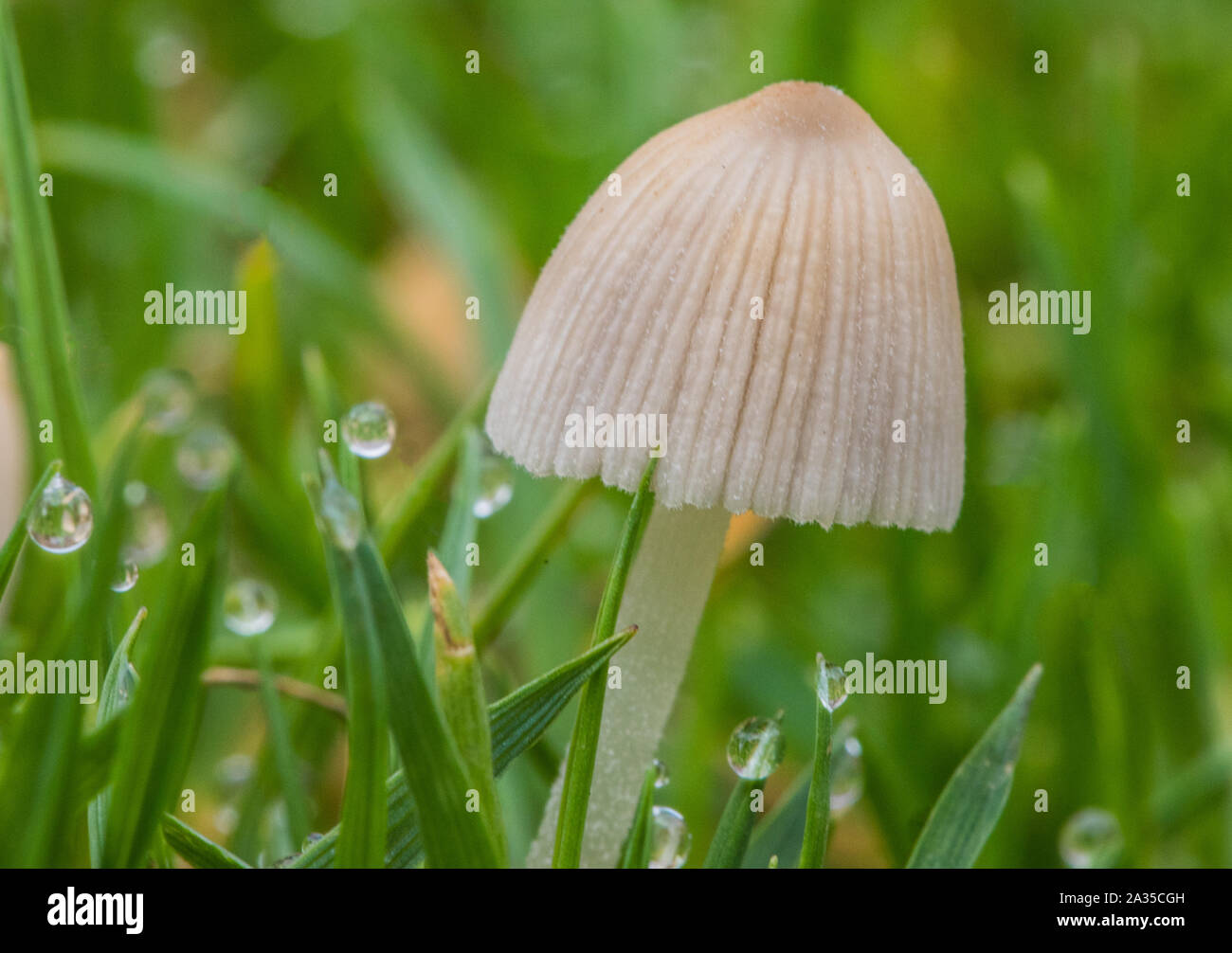 pleated inkcap, Coprinus plicatilis, Parasola plicatilis, fungi ...