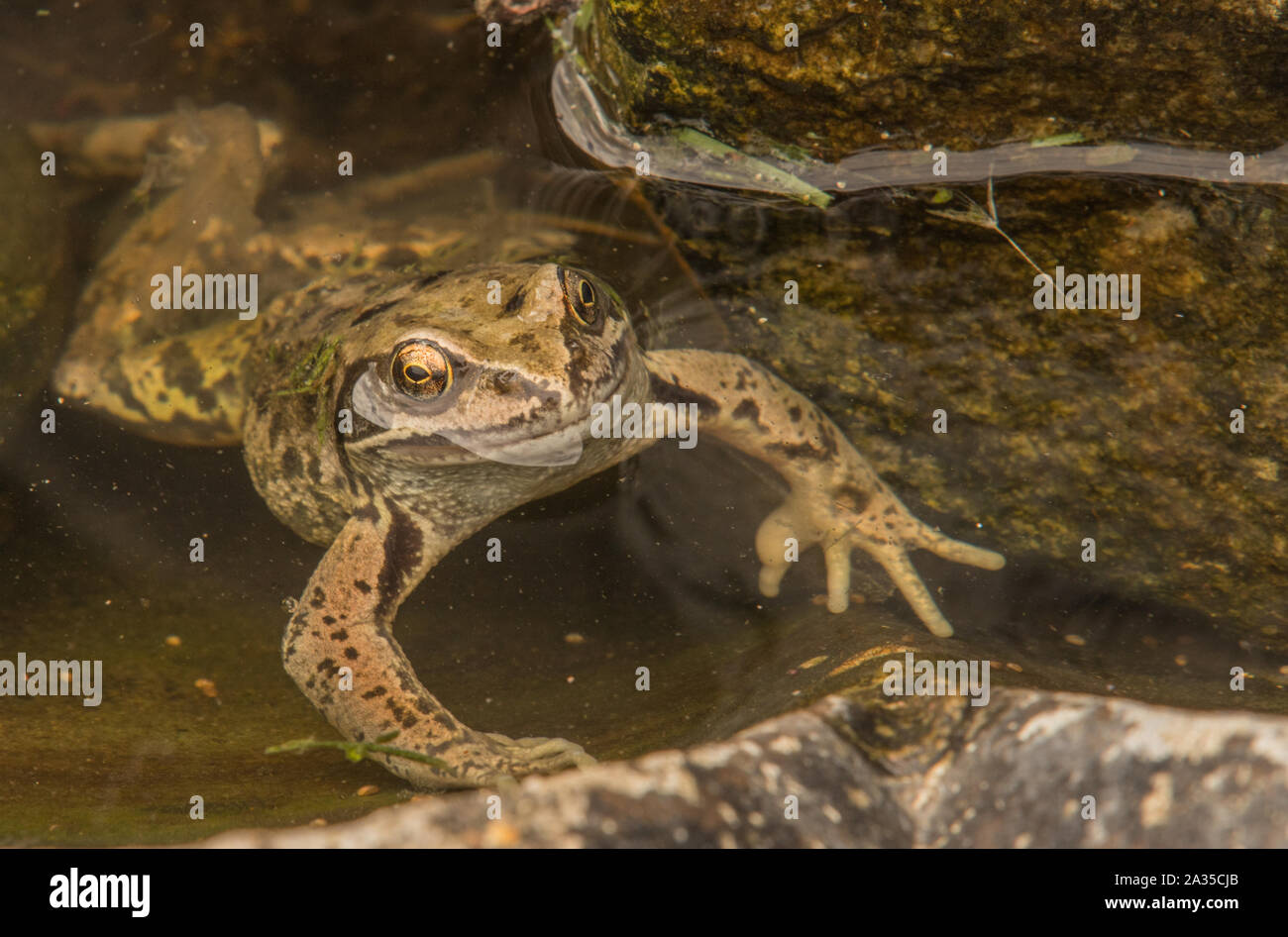 Hibernating frog uk hi-res stock photography and images - Alamy