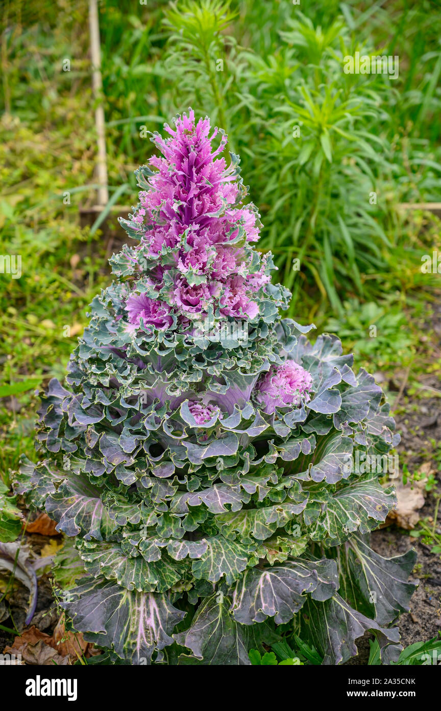 Colorful decorative cabbage with leaves in green and purple shades ...