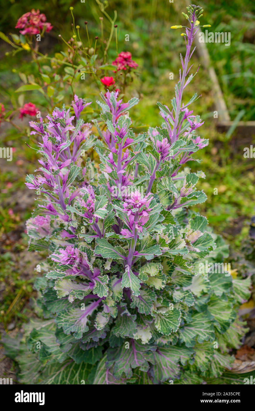 Colorful decorative cabbage with leaves in green and purple shades ...