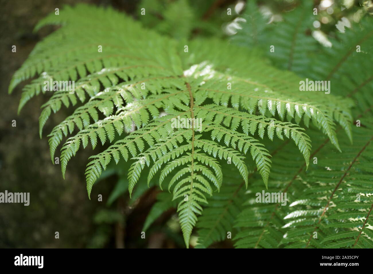 Green Fern Polypodiopsida or Polypodiophyta with sunlight on it Stock ...