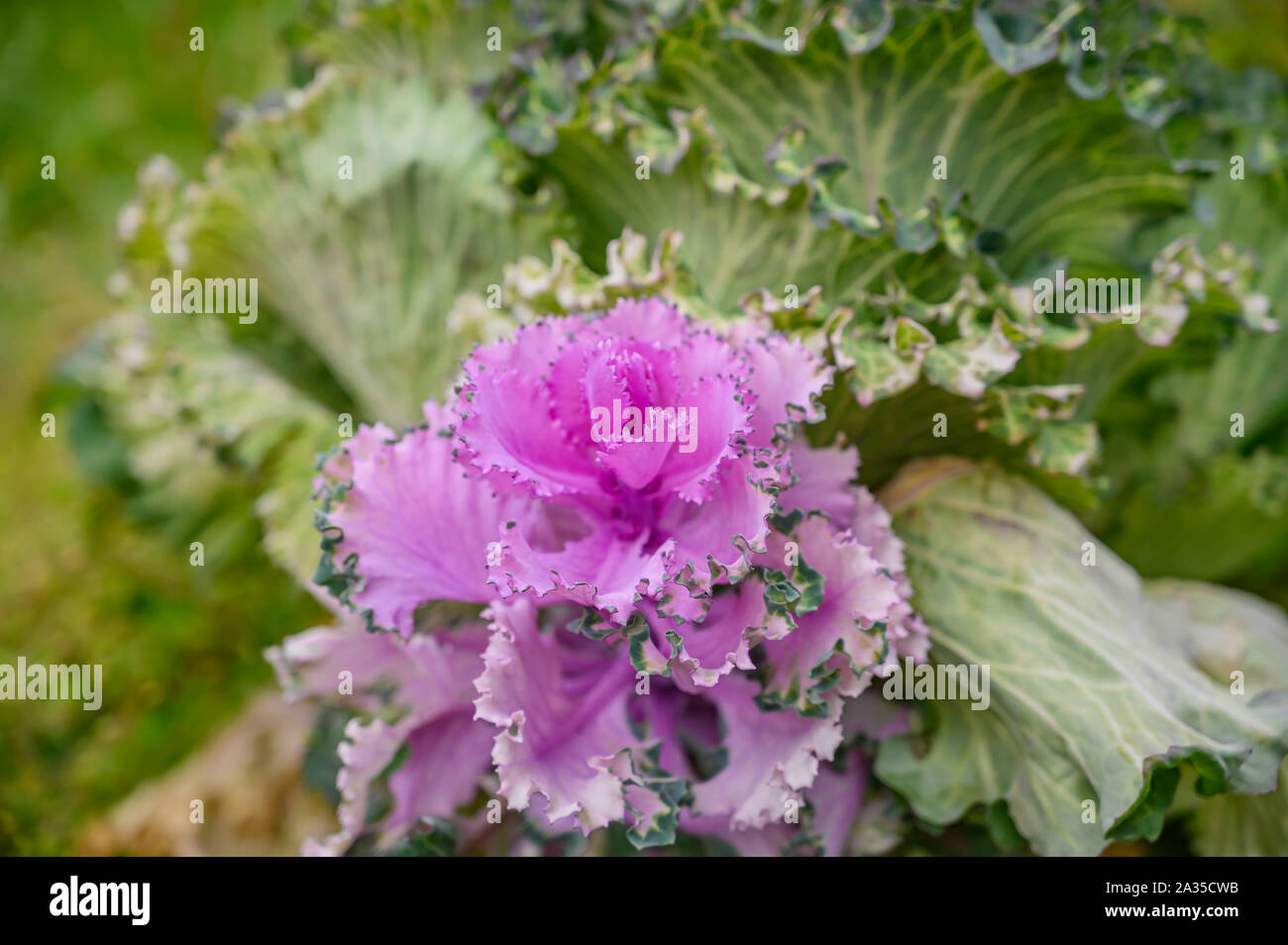 Colorful decorative cabbage with leaves in green and purple shades ...