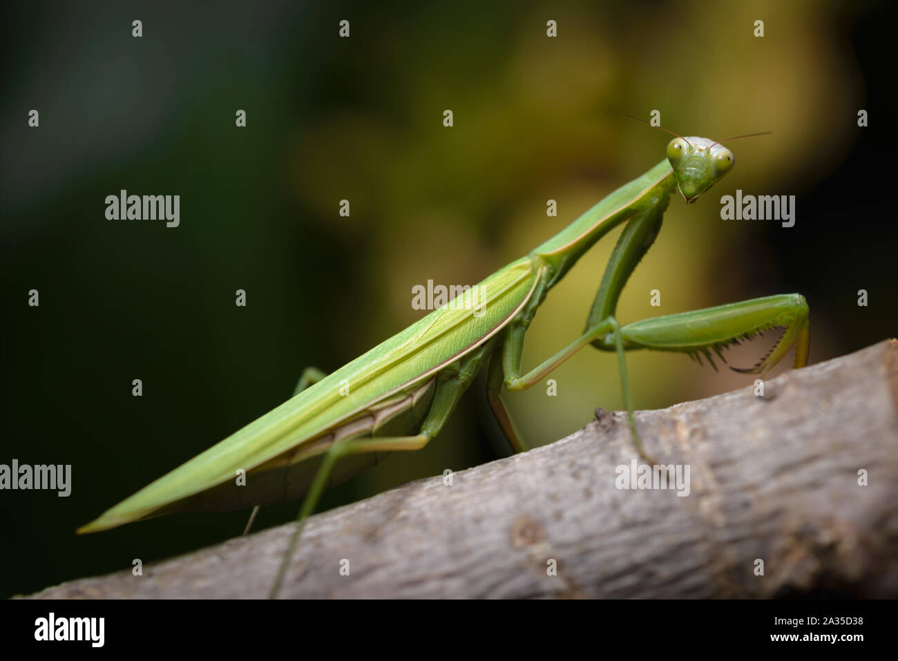 Praying mantis in the wild - Mantis religiosa Stock Photo - Alamy