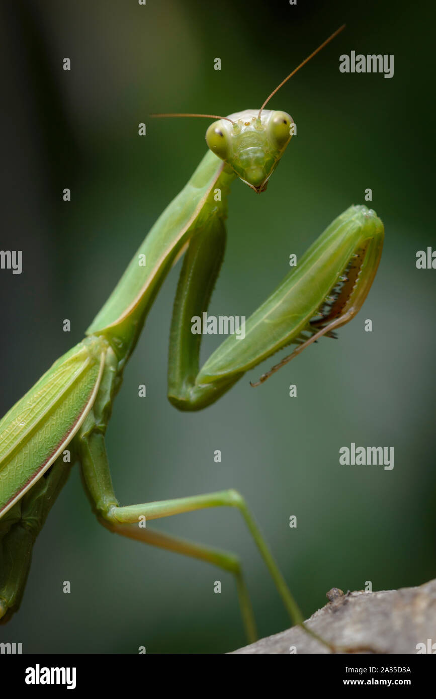 Praying mantis in the wild - Mantis religiosa Stock Photo - Alamy